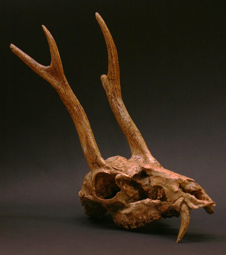 SNSB – Staatliche Naturwissenschaftliche Sammlungen Bayerns » Evolution ...