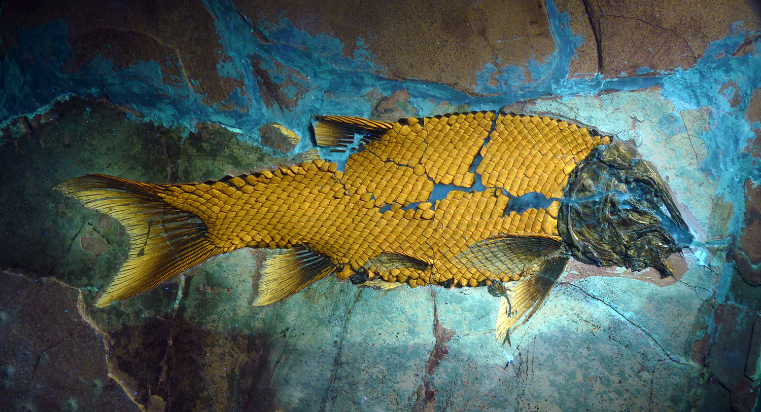 A hard nut to crack: the Evolution of the armored fishes