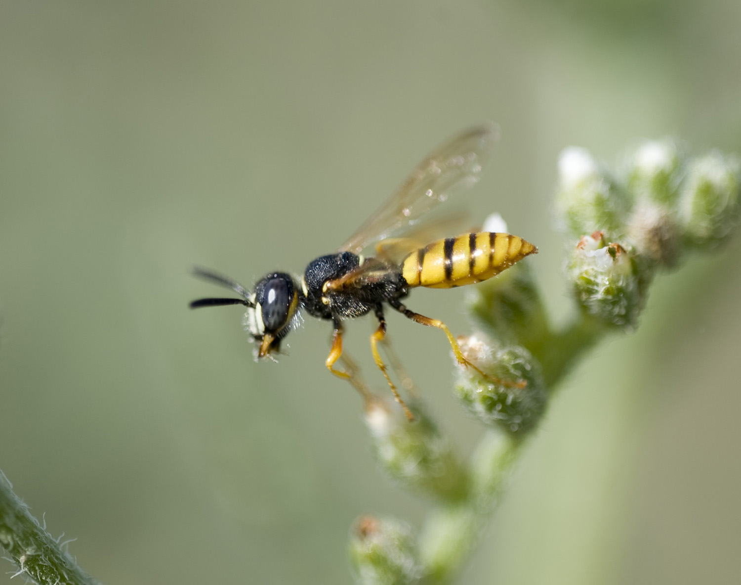 DNA library of apoid wasps published