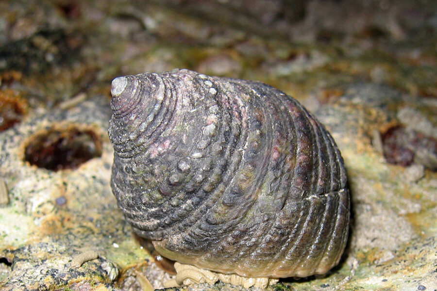 SNSB - Staatliche Naturwissenschaftliche Sammlungen Bayerns